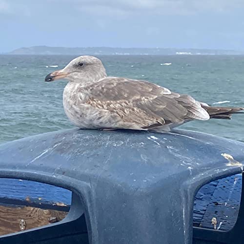 Play Sonder by NOAH MARCH on Amazon Music Unlimited