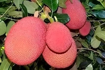 Pink/Red Jack Fruit Grafted Plant (Thailand Variety) 1 Live Plant for ...