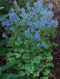 Amazon.com: Corydalis Root, Cut&Sifted - Wildcrafted - Corydalis cavae ...