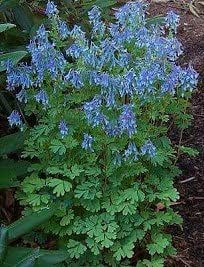 Amazon.com: Corydalis Root, Cut&Sifted - Wildcrafted - Corydalis cavae ...