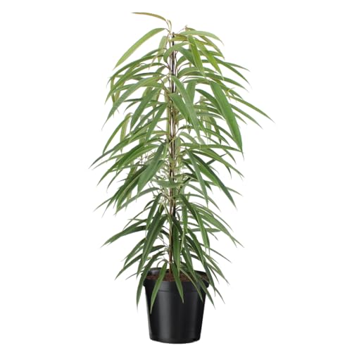 Ficus Alii Pflege