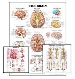 (Set of 12) Medical School Anatomical Charts Tables 11" x 14": Amazon ...