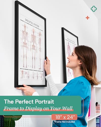 Snapklik.com : Human Anatomy Posters - Set Of 12 Vibrant, Laminated ...