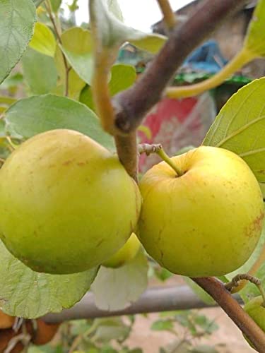 Cloud Farm Yellow Apple ber plant Hybrid and Grafted Live Plant[CF122 ...