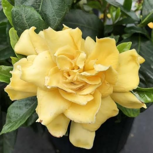 Yellow Gandharaj Flower Plant (King of Fragrant) "Special Variety ...