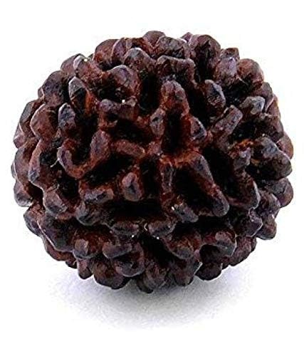Buy Aanisha creations® 1 Ek Mukhi Gol Dana Nepali Rudraksha Original ...