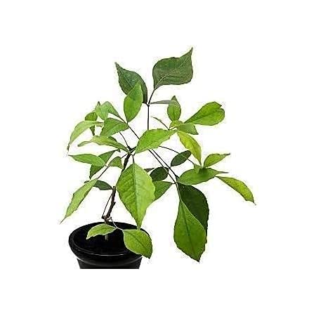 PlantaZee Bel Tree, Bilva Patra, Bel Patra Plant with Pot : Amazon.in ...
