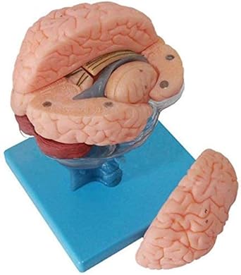 Anatomical Model, Cerebellar Model Thalamusmodell Can Be The Model of ...