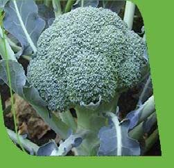 Amazon.com : Broccoli Lieutenant 250 Seeds : Patio, Lawn & Garden