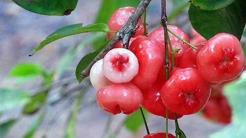 Creative Farmer Live Plant Red Chambakka Rose Apple Fruit Fruit Plant ...