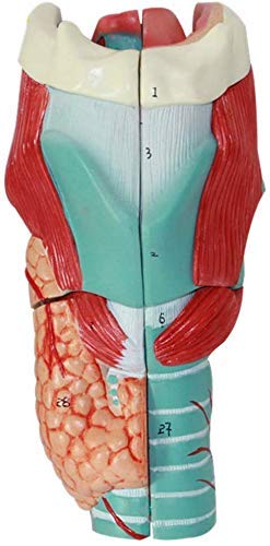 Model Of Human Throat Anatomical Chart Pharynx And Larynx Model ...