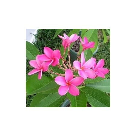Gurveplantationi® Champa Plumeria Plant Live Golden Magnolia Champaca ...