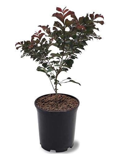 Best Fruitless Flowering Plum Tree Options for American Gardens – Prime ...