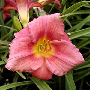 Amazon.com : Votaniki Rosy Returns Daylily - Perennial, Rebloomer ...