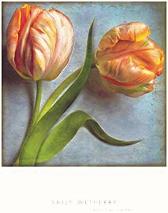 Amazon.com: Parrot Tulips Ii - Poster by Sally Wetherby (18 x 24 ...