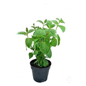 ™Hari Giver Garden Pudina Live Plant with Mini Pot : Amazon.in: Garden ...