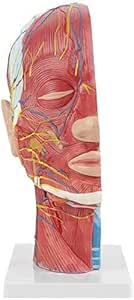 Anatomy Education Model - Human Anatomical Anatomical Section Study ...
