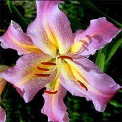 Amazon.com : Pink Mystery Oriental Lily Bulb,Spectacular Flowering ...