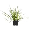 Amazon.com : Real Dracaena Marginata 'Sunray' Dragon Tree in 6" Grower ...