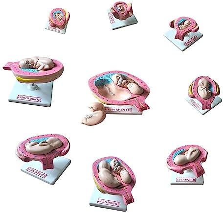Human Embryo and Fetus/Foetus or Fetal development models. Set of 8 ...