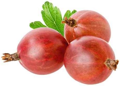 Stachelbeere Rot 120 cm Hochstamm – Ribes uva-crispa Hinnonmäki Röd ...