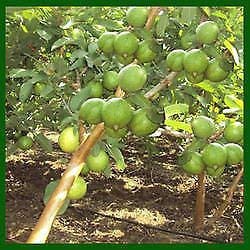 Creative Farmer Fruit Live Plant Gauva Rare Giant Kilo Guava (1 Healthy ...