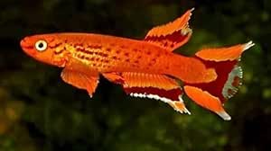 Amazon.com : Live Fish - Orange Lyretail Killifish Breeding Pair ...