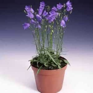 Amazon.com : Campanula rotundifolia Thumbell Blue 500 Seeds : Patio ...