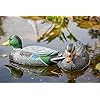 Amazon.com : PondH2o Floating Mallard Duck Pair Pond Décor Contains One ...