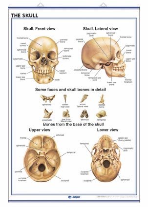 The Skeletal System/The SkulI: Láminas de Anatomía de Secundaria ...