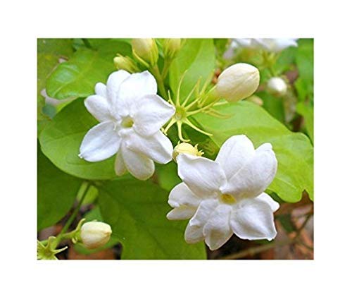 S Garden Live Bela Flower Plant With poly bag - Decorative Outdoor ...
