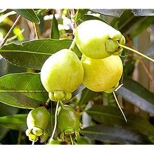 ARIYA Sweet Rose Apple Gulab Jamun Air Layered Syzygium cumini Malabar ...