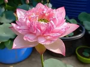 GreenPoint Lotus live plant (Vasuki Lotus) TUBER Rare plant Original color guarantee plant ...