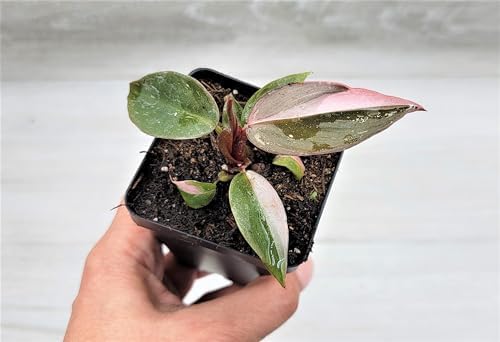 Amazon.com : Pink Princess Philodendron - Live Plant in a 4 Inch Pot ...