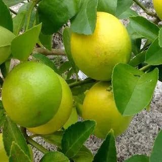 Mphmi Seedless Plant Fruit Plants Mosambi, Sweet Lime (Grafted) Plant ...