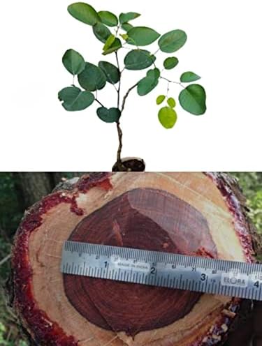 Growleaf Nursary Live Red Chandan Plant/Red Sandalwood Tree/Healthy Red ...