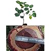 Growleaf Nursary Live Red Chandan Plant/Red Sandalwood Tree/Healthy Red ...