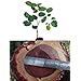 Growleaf Nursary Live Red Chandan Plant/Red Sandalwood Tree/Healthy Red ...