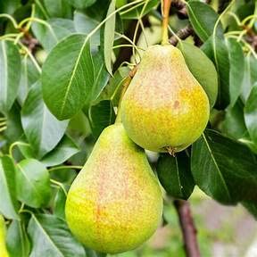 Mphmi Plant grafted Babugosha Pear Fruit Indian Pear Plants : Amazon.in ...