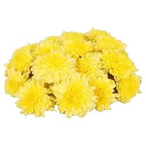 Fresh Flower Chrysanthemum Shevanti, 100 g : Amazon.in: Grocery ...