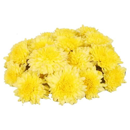 Fresh Flower Chrysanthemum Shevanti, 100 g : Amazon.in: Grocery ...