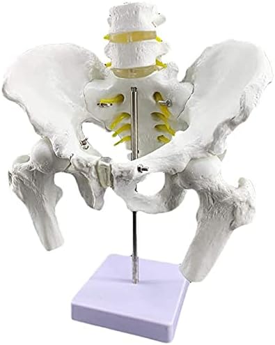 HADECOLL Female Pelvis Model, Bone Anatomy Model, Human Anatomy Replica ...