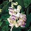 Amazon.com : Park Seed Fragrant Corkscrew Vine Seeds, Primrose, Shell ...