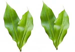 Fresh Insulin Leaf | 100% Natural Costus Igneus | Raw Herbal Leaves for ...