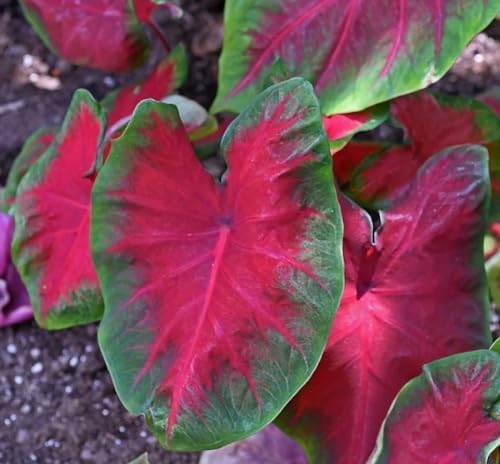 Amazon.com : Votaniki Caladium Buck Bulbs for Planting - Elegance for ...