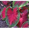 Amazon.com : Votaniki Caladium Buck Bulbs for Planting - Elegance for ...