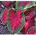 Amazon.com : Votaniki Caladium Buck Bulbs for Planting - Elegance for ...