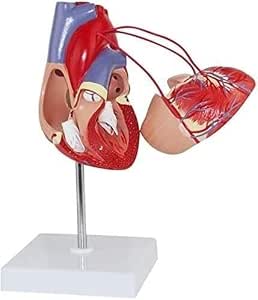 Life Size Human Heart Bypass Model - 1:1 Anatomical Cardiac Surgery ...