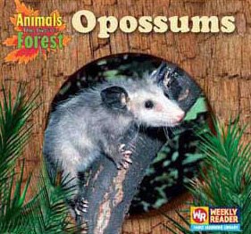 Opossums (Animals That Live in the Forest): Macken, Joann Early ...