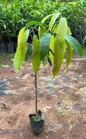 Organico Hills Dasheri Mango Plant - High-Yield, Delicious Mango ...